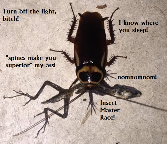 Insect is Winsect! - 9GAG