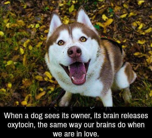 Who's a good boii!!! - 9GAG