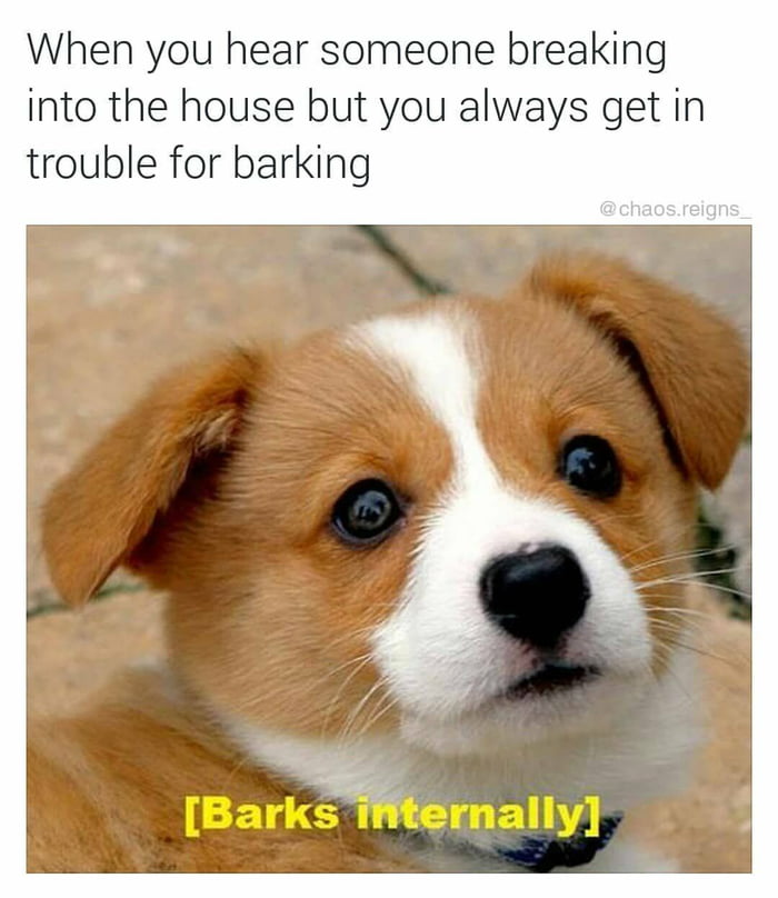 The doggo who cries bork - 9GAG