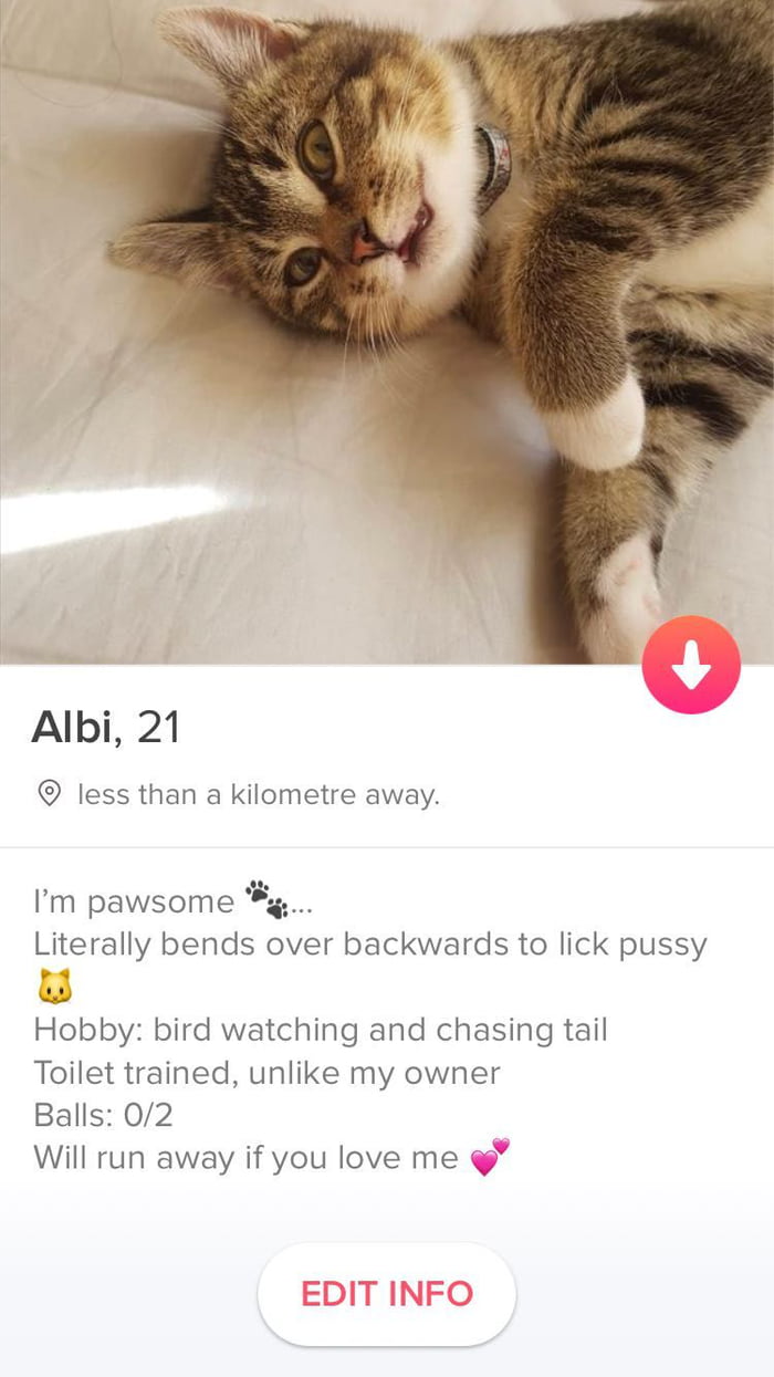 My friend and I put my cat on Tinder, he gets swiped more than I do. - 9GAG