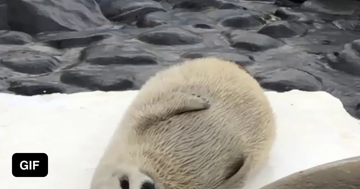 Seal pup lounging around - 9GAG