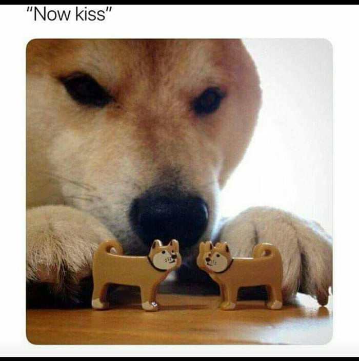Heck em kissin - 9GAG