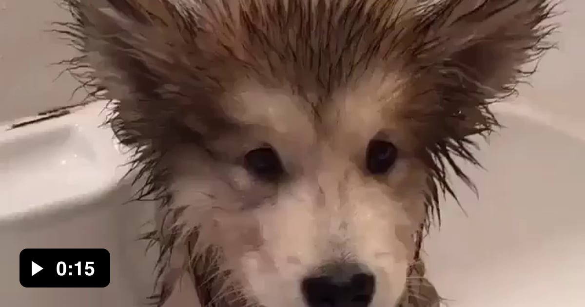 Soggy singing pupper - 9GAG