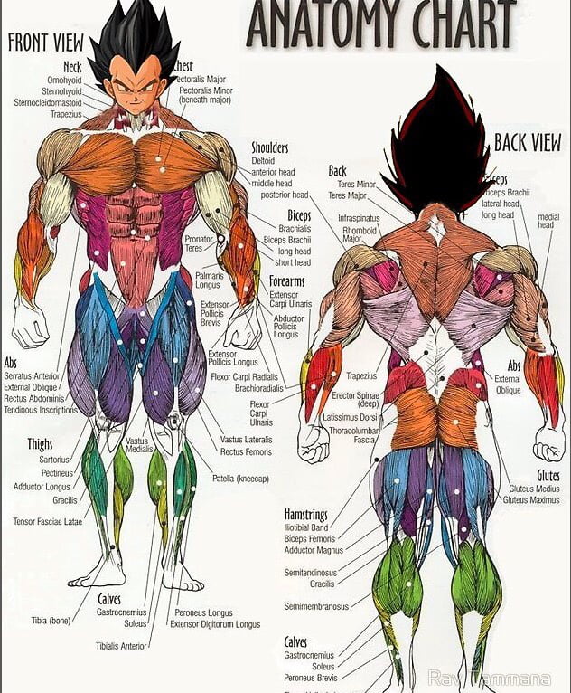 Saiyan Anatomy chart - 9GAG