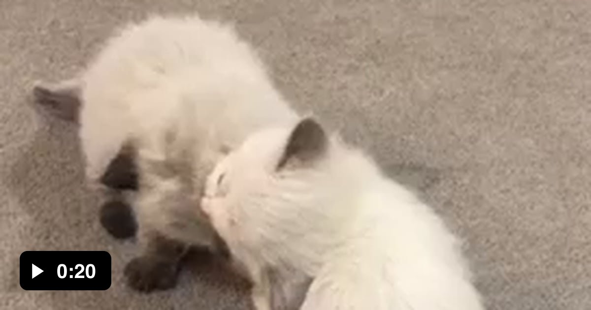 The fat stalker cat - 9GAG