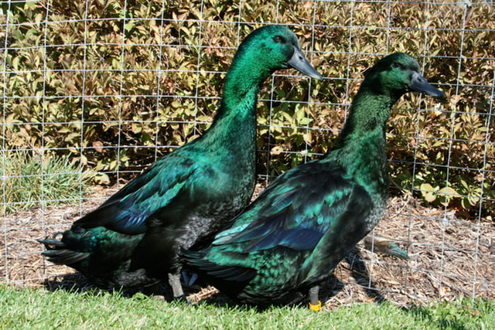 Green Ducks! They lay black eggs. - 9GAG