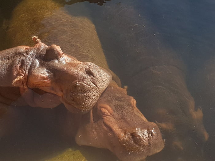 Deadly Hippos - 9GAG