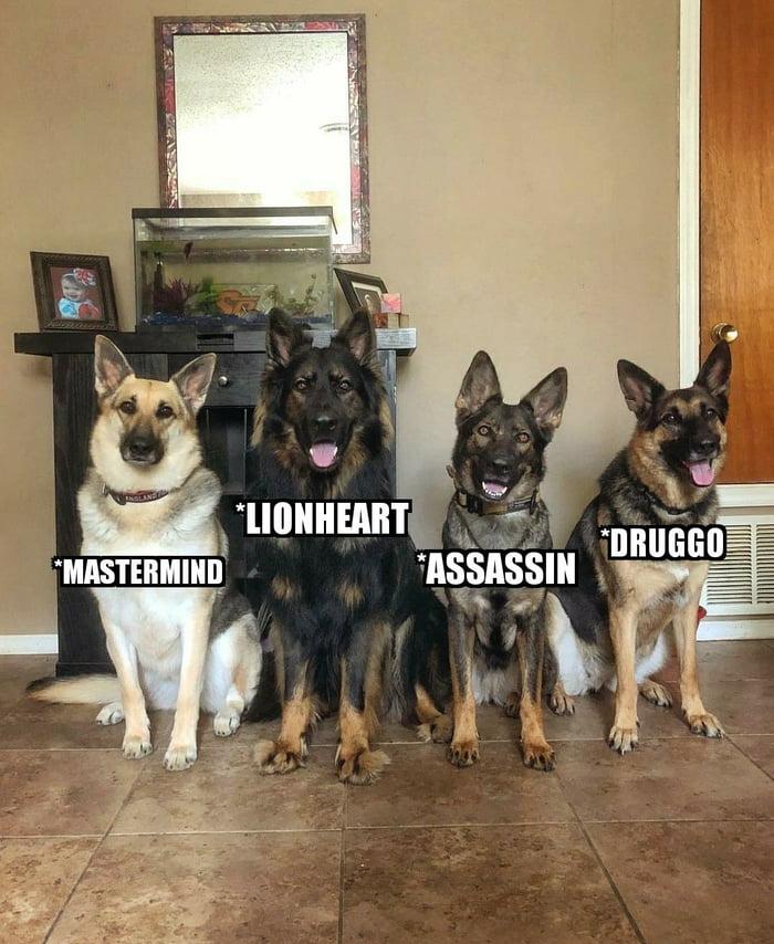 Don't mess with the wolf pack - 9GAG