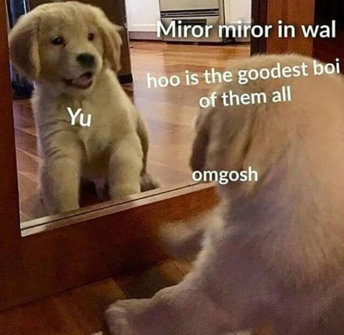 Good boi - 9GAG