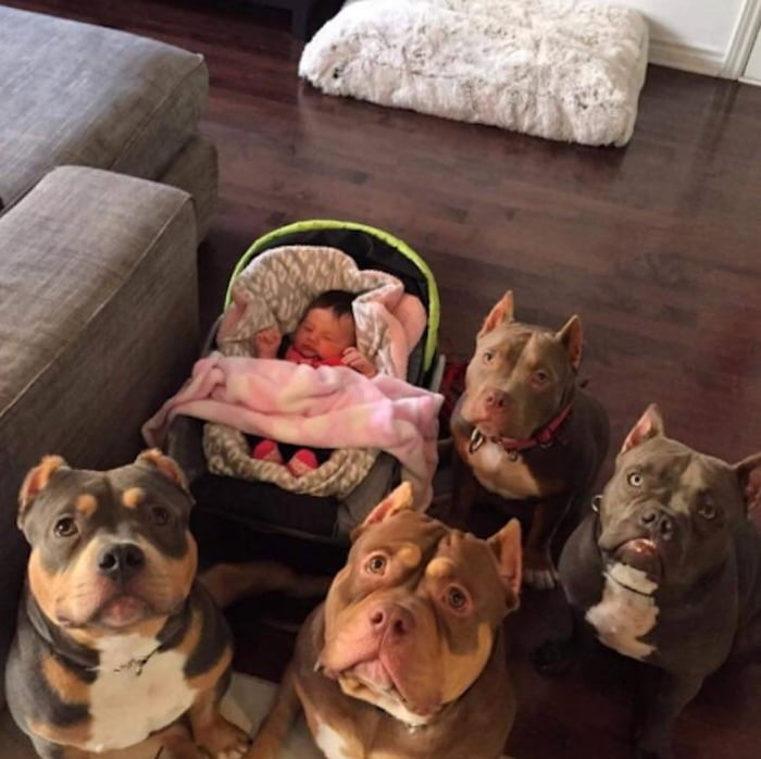 We are here to protec precious baby hooman. - 9GAG