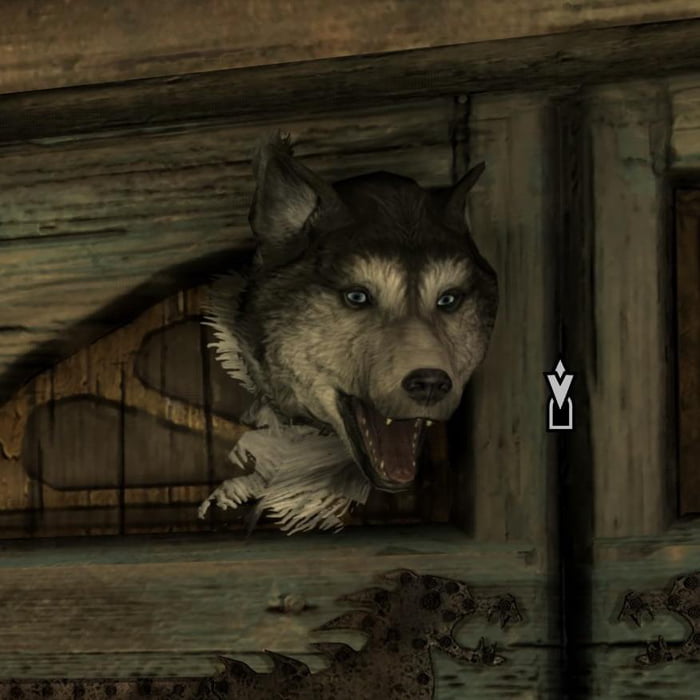 Give us your wisdom, doggo of the door - 9GAG