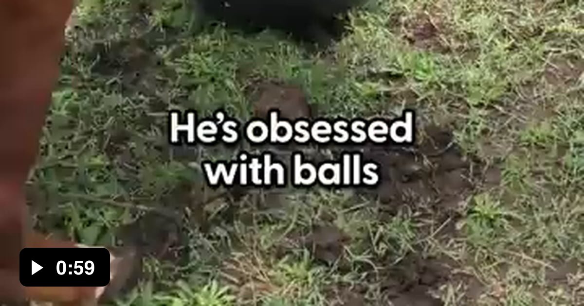 The bull obsessed with one thing! - 9GAG