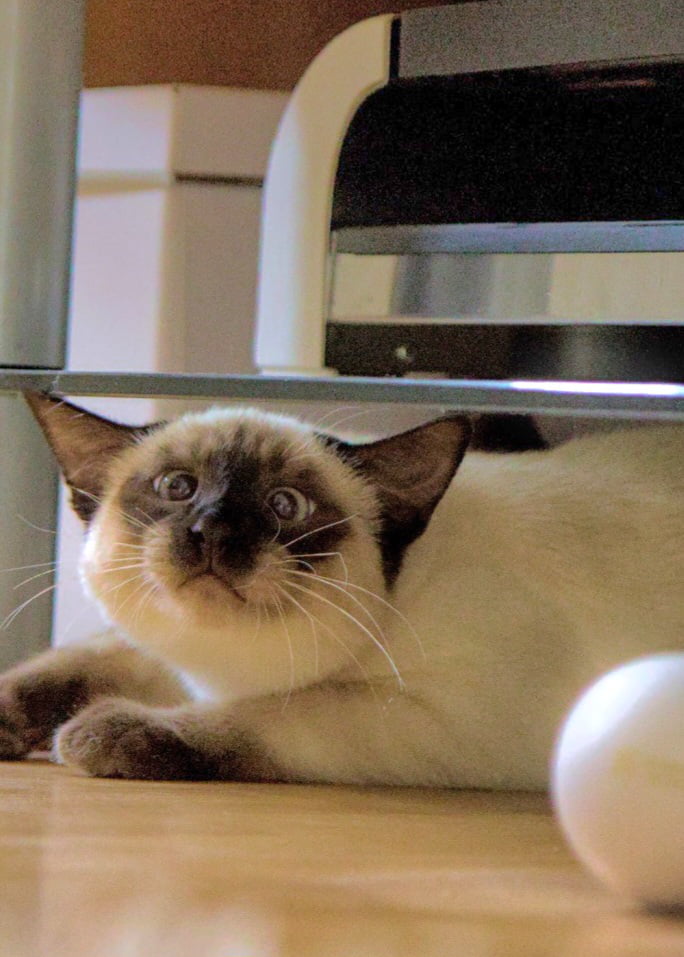 Max owns a new family. He is already the best boi - 9GAG