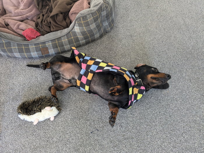 Dougal is waiting for tummy rubs. Please help him, he's had a busy day ...