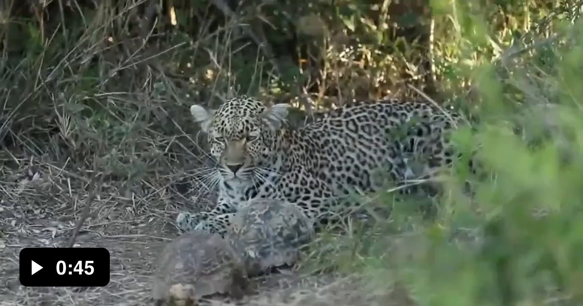 Turtle lovin, leopard huntin - 9GAG