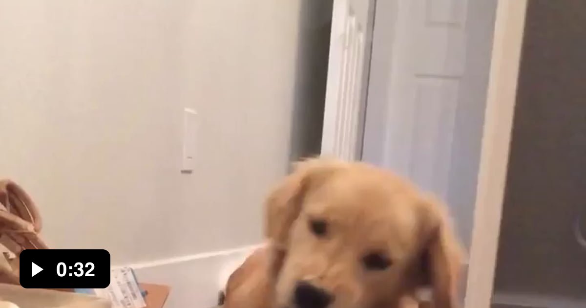 Reacts to its own reflection. - 9GAG