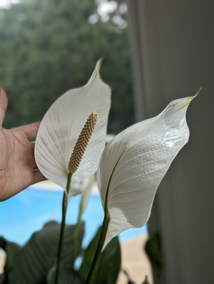 Of a Peace Lily - 9GAG