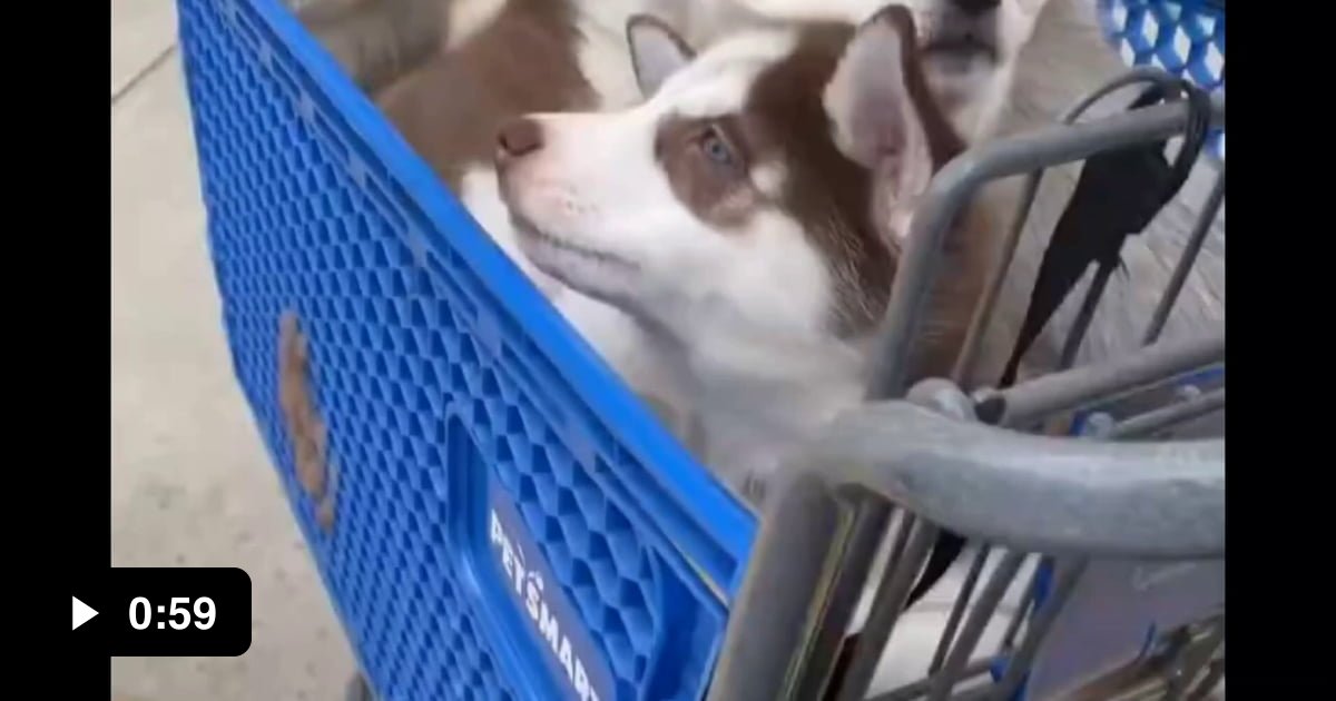 How to get laid ? step 1 : getting 7 baby moon moon. - 9GAG