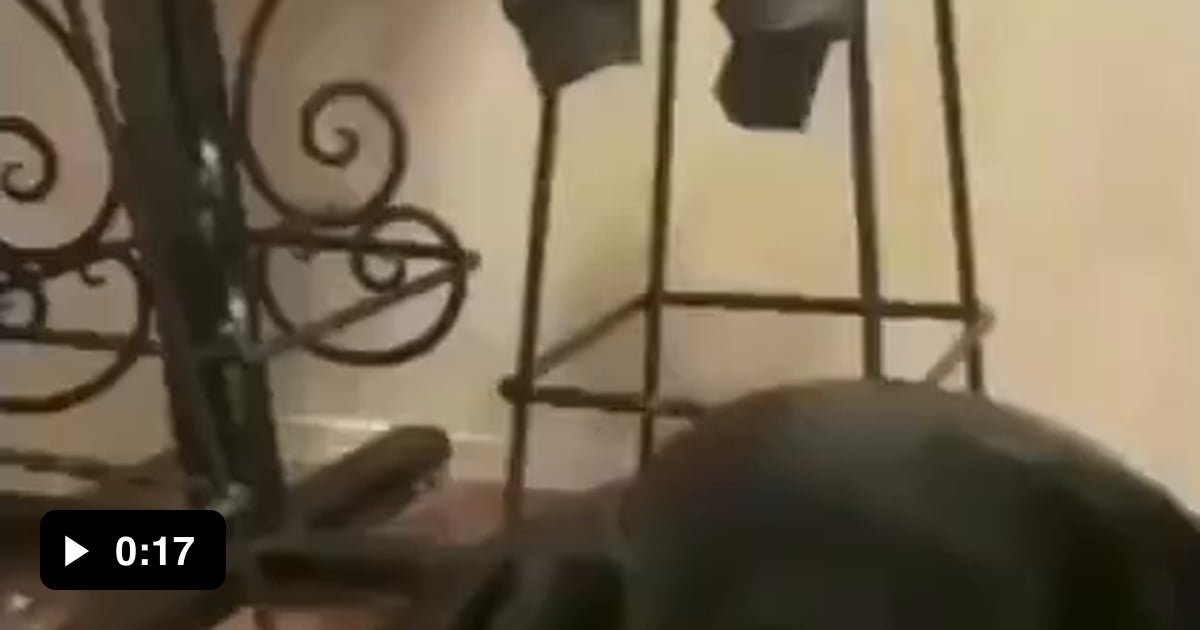 Do you wanna... GET YOUR GODDAMN SNOOT BOOPED!!! - 9GAG