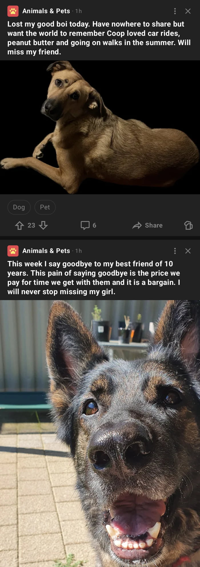 Why are all the dogs ded? - 9GAG