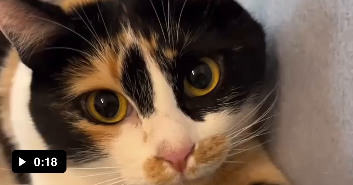 An adorable tippy tappy cat 😍 - 9GAG