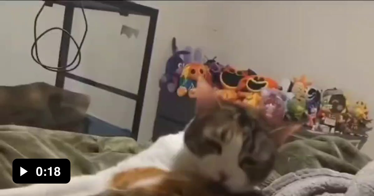 He touches where the cat just cleaned - 9GAG