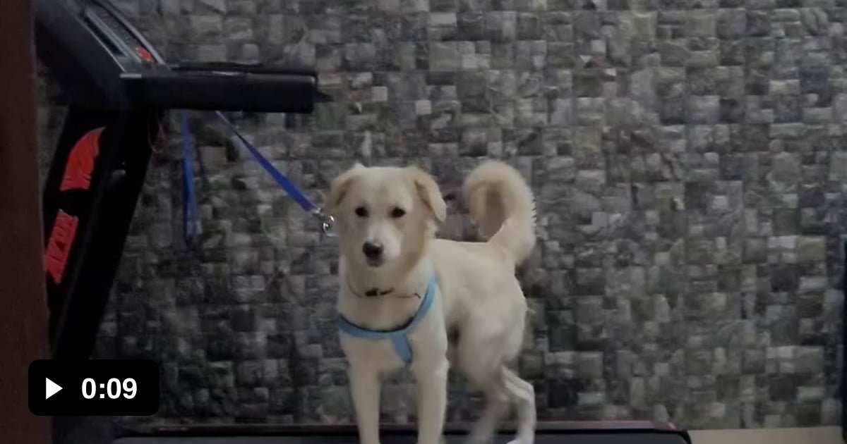 Wait wait wait, what? Dog can donm that? - 9GAG