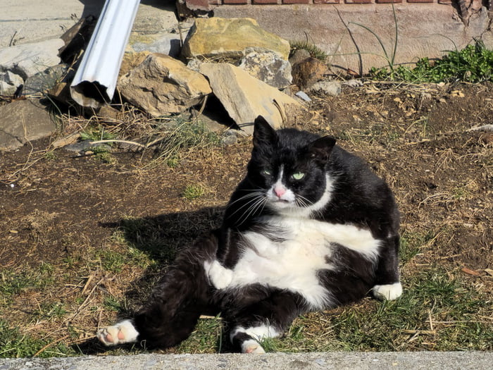 My cat is special - 9GAG