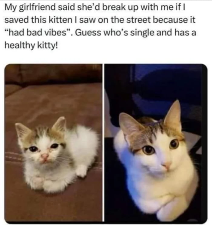 Good choice, now you know who had the bad vibes, not kitty - 9GAG