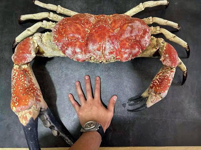 Of Tasmanian King Crab - 9GAG
