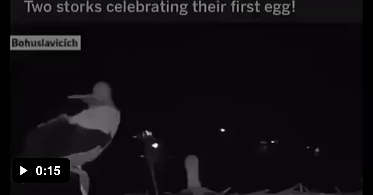 Two storks celebrating their first egg - 9GAG