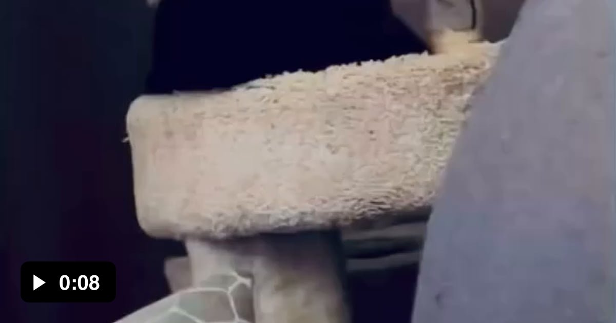 Pov cat : yessssss - 9GAG