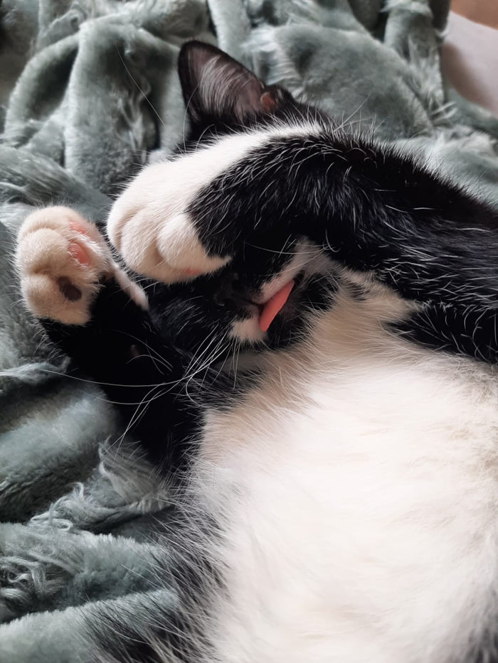 We adopted a street cat and she's very derpy - 9GAG