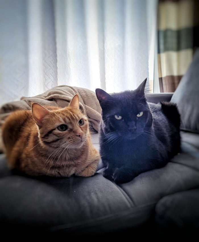 Behold our beloved Queen Papita and her loyal guard General Nox ...