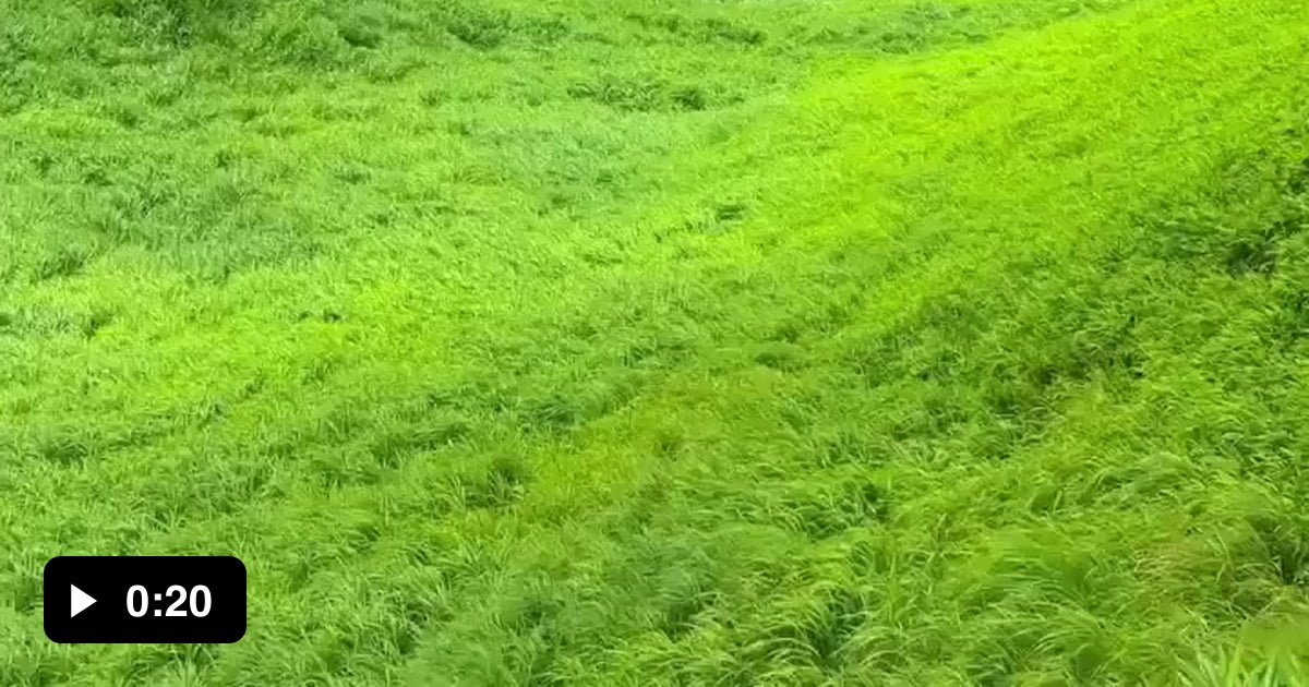 Grass waves in the wind - 9GAG