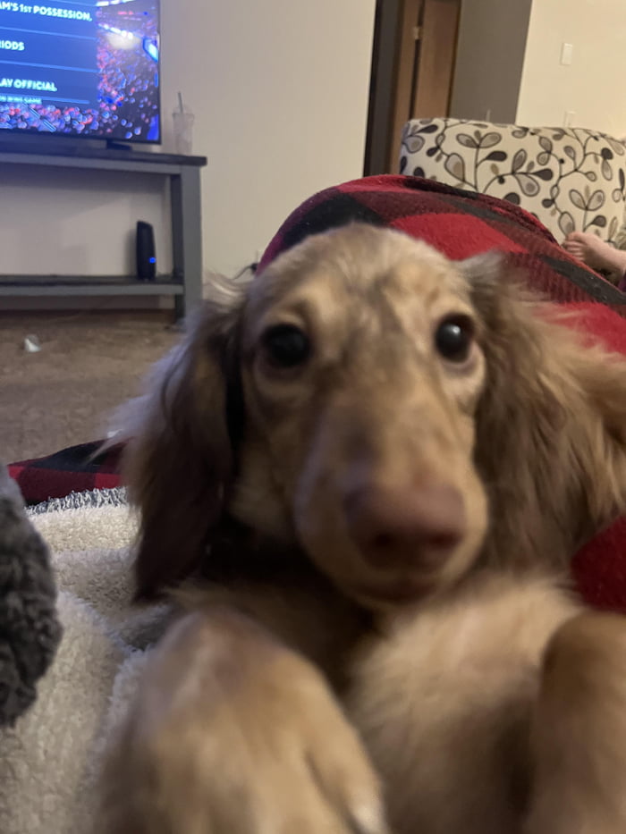 A long nose and no body, nobody knows - 9GAG