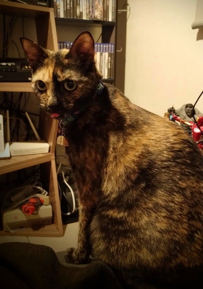 Meet Zelda the derp (cat) - 9GAG