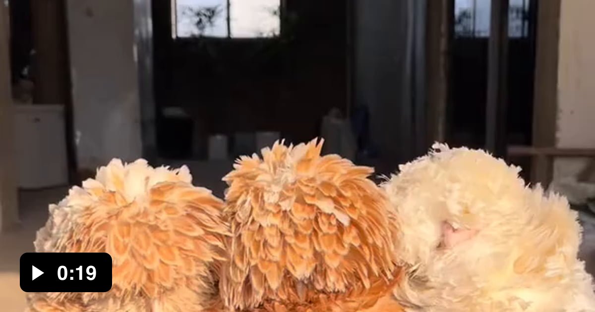 These Frizzle Polish chicken look like a feather duster - 9GAG