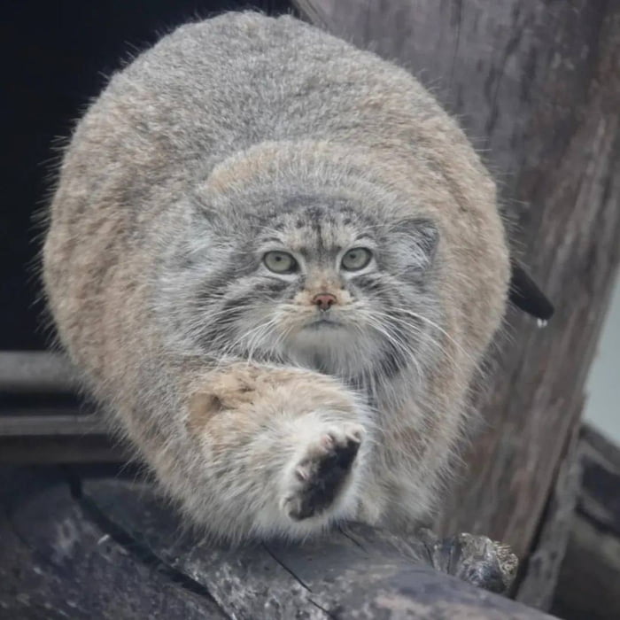 The body is round - 9GAG