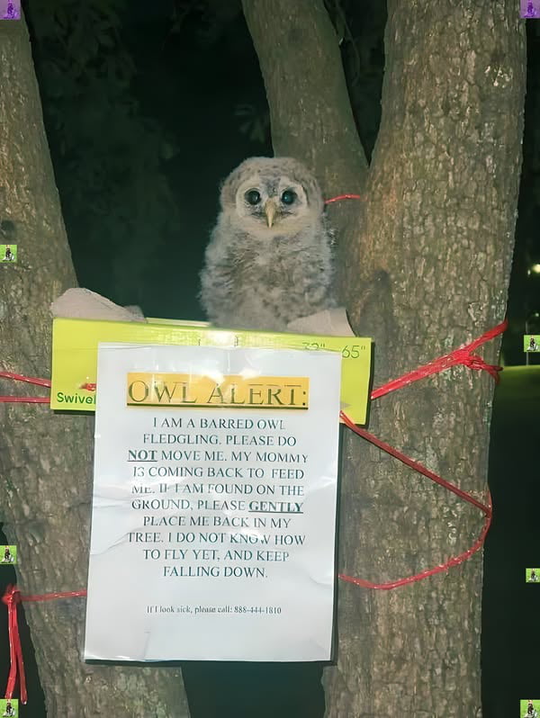 Do not the owl - 9GAG