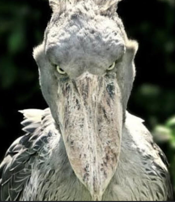 What does This bird Want - 9GAG