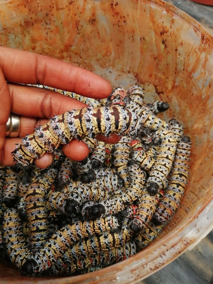 The mopane worm, a highly nutritious caterpillar widely consumed in ...
