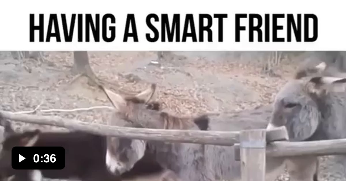 Plot twist: the donkey has a degree in civil engineering. - 9GAG