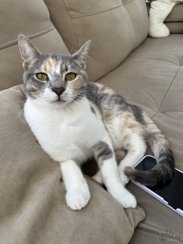 My friend’s cat Goofy, is she a chimera or tricolor? - 9GAG