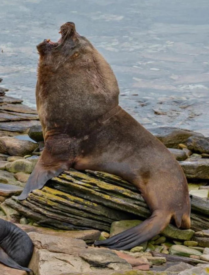 Sea Lion, Lion of the Sea - 9GAG