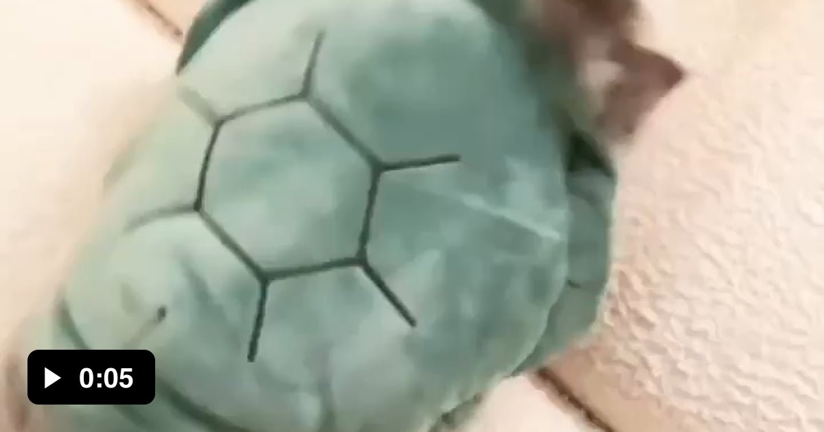 Performs the duties of a turtle - 9GAG