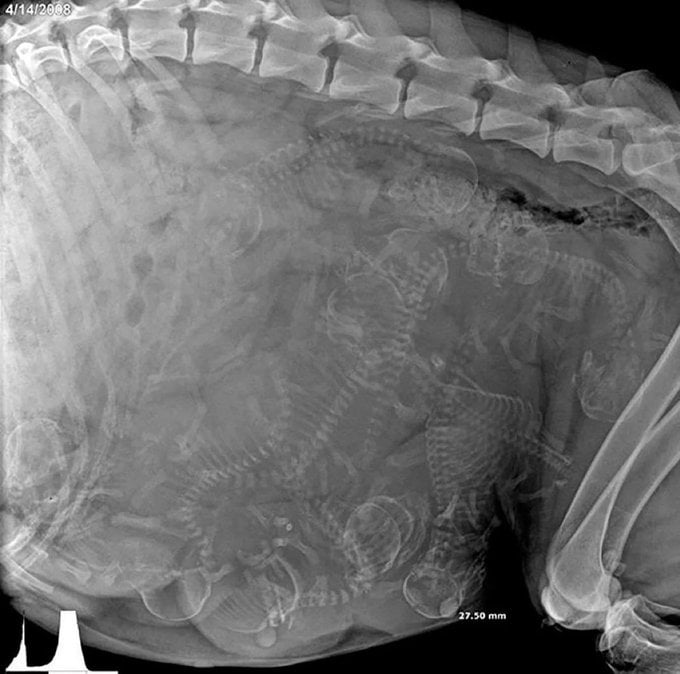 X-ray image showing the pregnancy of a dog - 9GAG