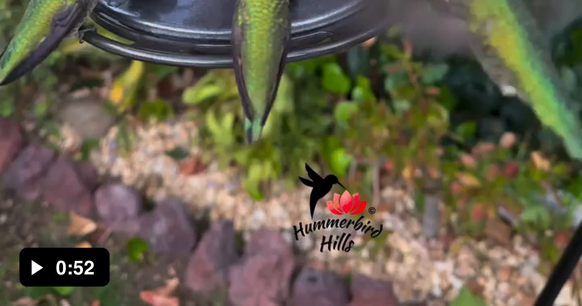 Hummingbird feeding station - 9GAG
