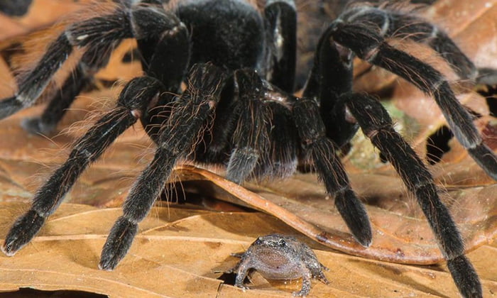 Some burrowing Tarantula keep tiny frogs as pets. The frogs eat ants ...