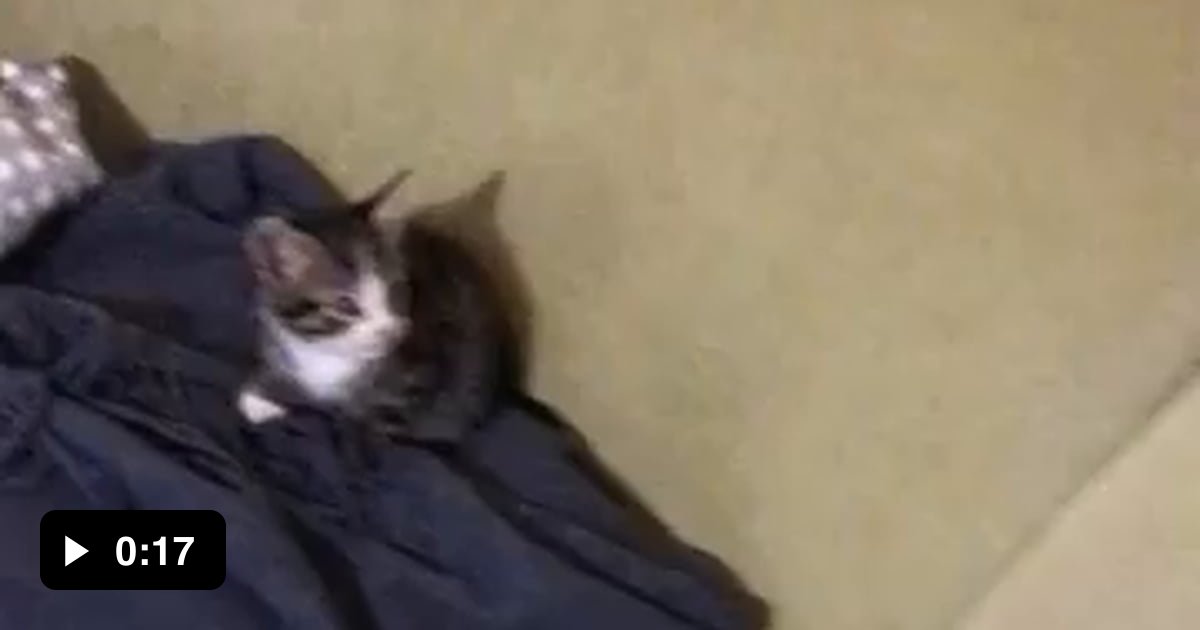 Small & Squeaky - 9GAG